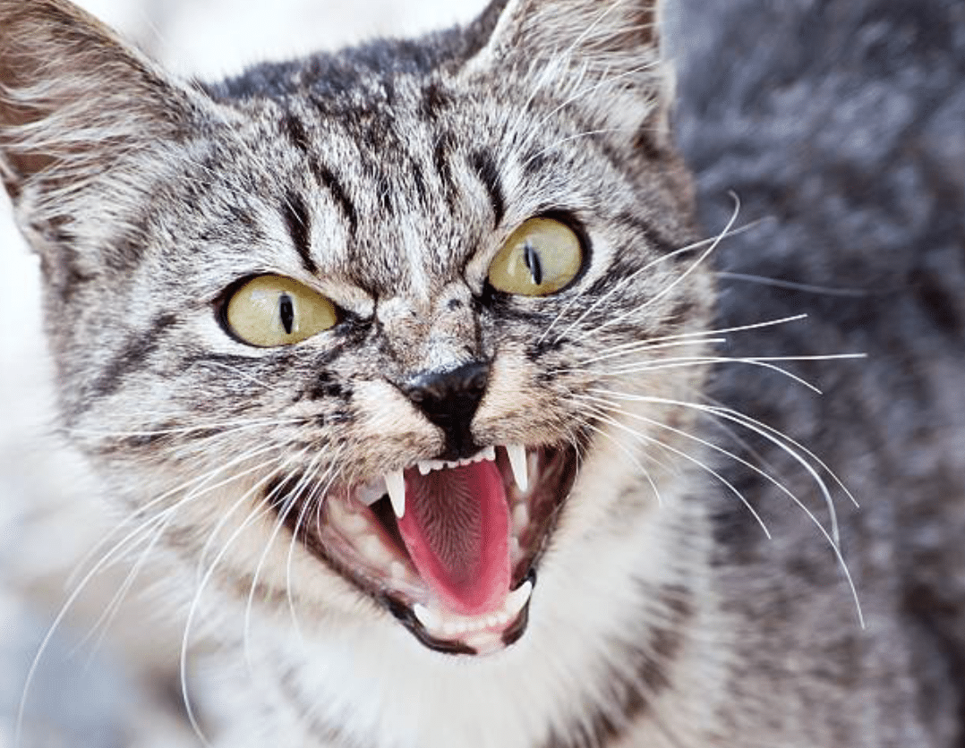 10 Signes Qui Montrent Que Votre Chat Est Malheureux 10 Signes Qui Montrent Que Votre Chat Est Malheureux